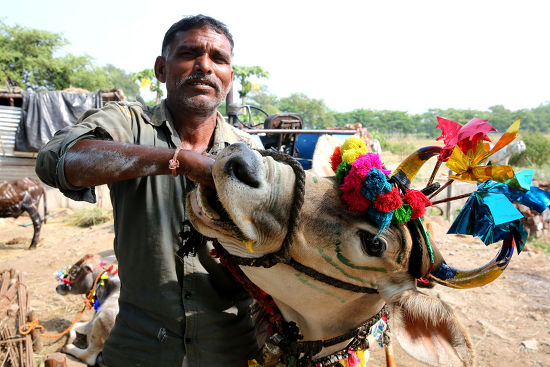Indian Villager Feeds Decorated Cow Ritual Editorial Stock Photo ...