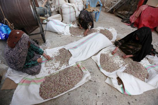 Afghan Women Clean Pistachio Factory Herat Editorial Stock Photo ...