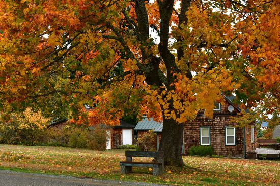 Grand Maple Tree Stands Alone Display Editorial Stock Photo - Stock ...