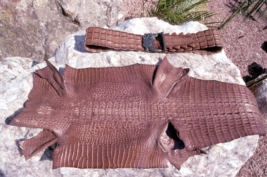 Tanned Saltwater Crocodile Skin Editorial Stock Photo - Stock Image ...