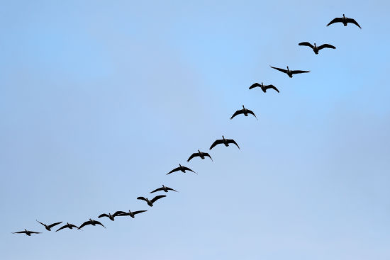 Canadian Wild Geese Fly Formation Above Editorial Stock Photo - Stock ...