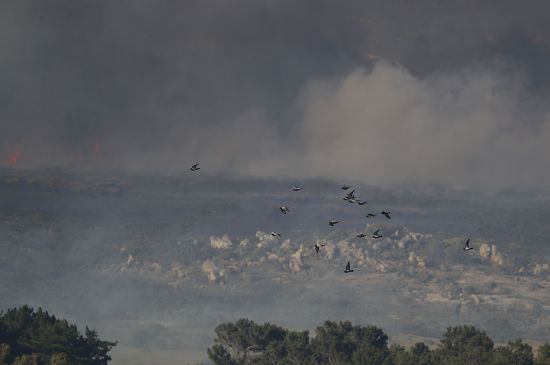 Flock Birds Flies Amidst Thick Smoke Editorial Stock Photo - Stock ...