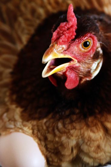 Hen Cackles After Laying Egg Household Editorial Stock Photo - Stock ...