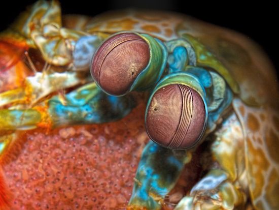 Breeding Cycle Peacock Mantis Shrimp Editorial Stock Photo - Stock ...