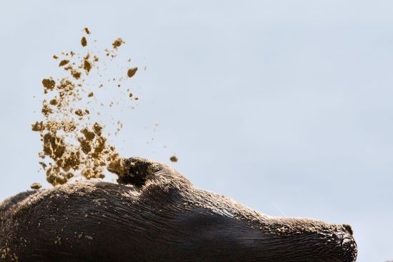 Otter Digging Sand While Rolling On Editorial Stock Photo - Stock Image ...