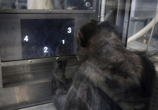 Chimpanzee Touches Numeric Characters On Display Editorial Stock Photo ...