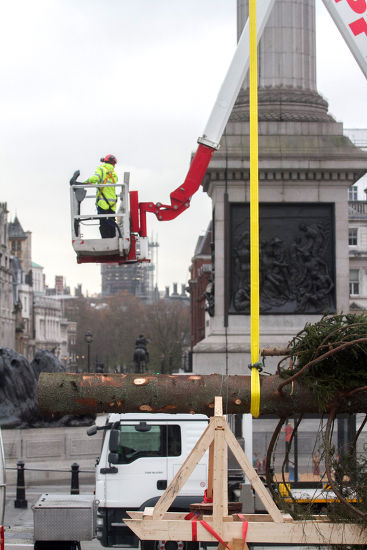 Workers Prepare Winch Giant Norwegian Spruce Editorial Stock Photo ...