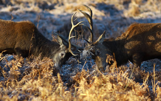 Deer Clash Antlers Richmond Park London Editorial Stock Photo - Stock ...