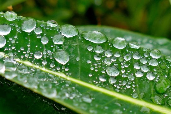 After Heavy Downpour Leaf Covered Raindrops Editorial Stock Photo ...