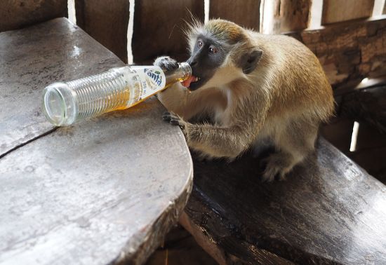 Green Vervet Monkey Drinking Bottle Fanta Editorial Stock Photo - Stock ...