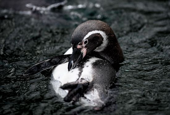 Humboldt Penguin Spheniscus Humboldti Pool Enclosure Editorial Stock ...
