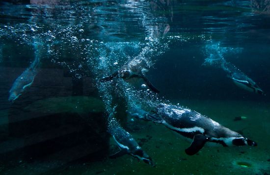 Humboldt Penguins Spheniscus Humboldti Dive Pool Editorial Stock Photo ...