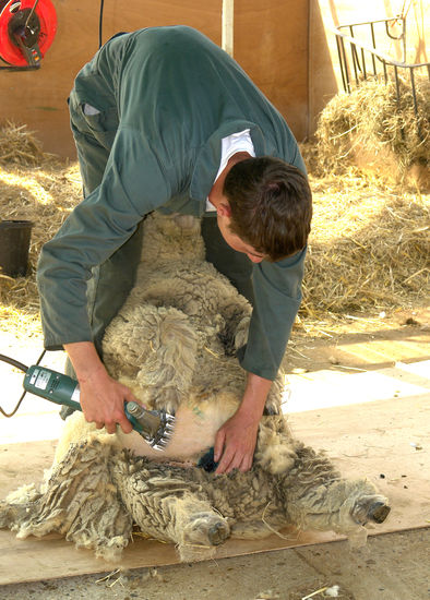 Dylan One Year Old Ram Sheared Editorial Stock Photo - Stock Image ...