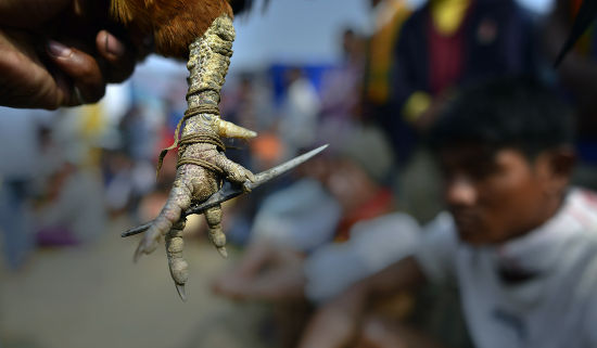 Blade Attached Claw Cock Traditional Cock Editorial Stock Photo - Stock ...