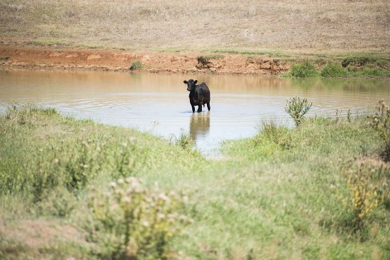 Cow Cools Down Dam Near Wagga Editorial Stock Photo - Stock Image ...