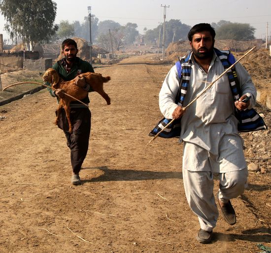 Indian Villagers Run Along Their Livestock Editorial Stock Photo ...