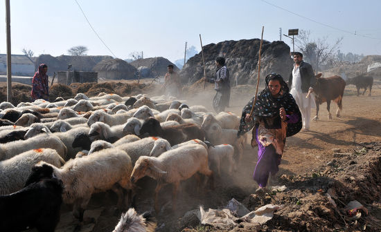 Indian Villagers Run Along Their Livestock Editorial Stock Photo ...