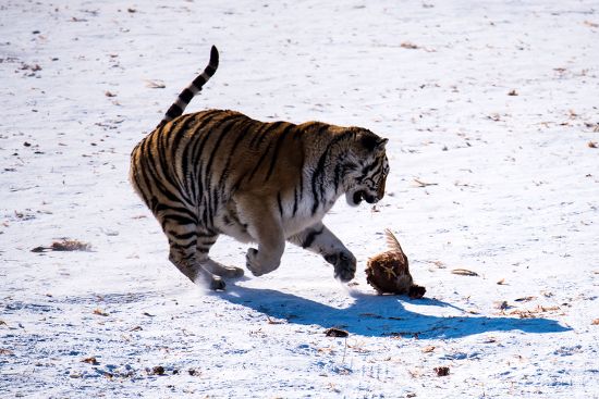 Tiger Chasing Chicken Editorial Stock Photo - Stock Image | Shutterstock