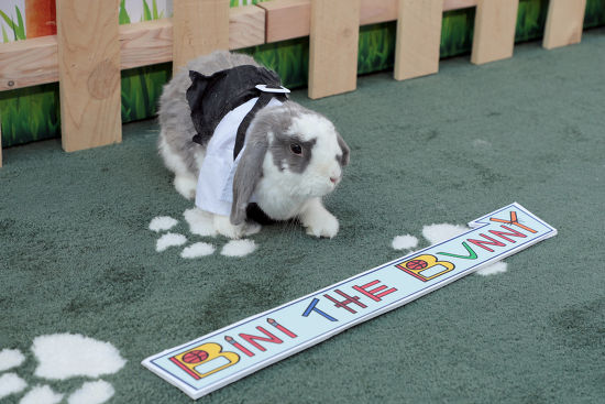 Bini Bunny Editorial Stock Photo - Stock Image | Shutterstock