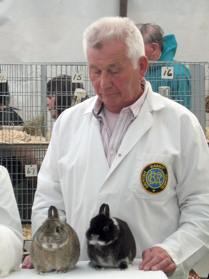 Judging Rabbit Competition Editorial Stock Photo - Stock Image ...