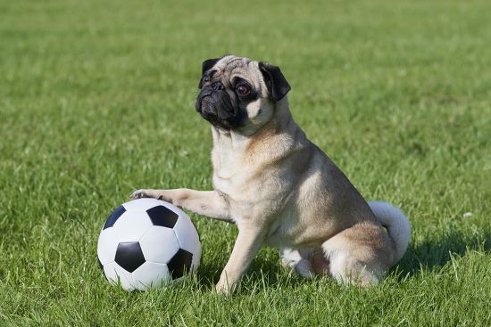 Pug Soccer Ball Editorial Stock Photo - Stock Image | Shutterstock