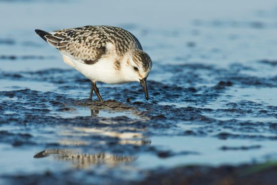 Sanderling Calidris Alba Foraging Mud Darss Editorial Stock Photo ...