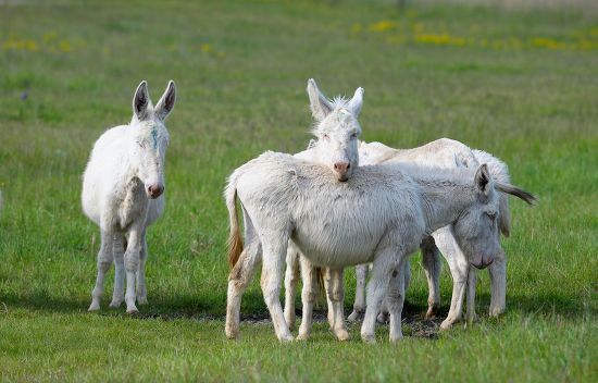 Austrianhungarian White Donkey Baroque Donkey Equus Editorial Stock ...