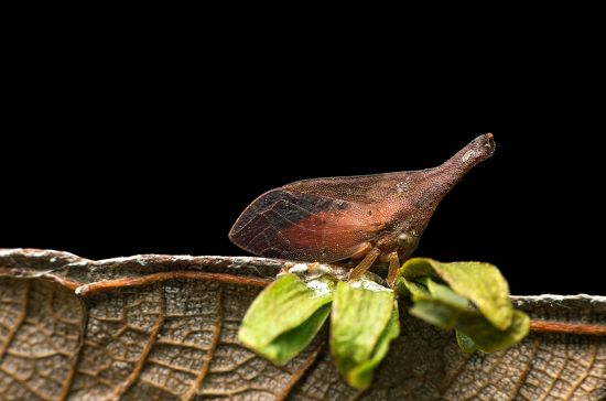 Treehopper Aconophorini Tribus Membracidae Amazon Rainforest Editorial ...
