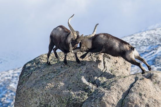 Mountain Goats Fighting On Edge Cliff Editorial Stock Photo - Stock ...