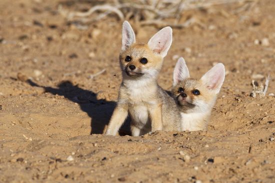 Cape Foxes Vulpes Chama Two Cubs Editorial Stock Photo - Stock Image ...