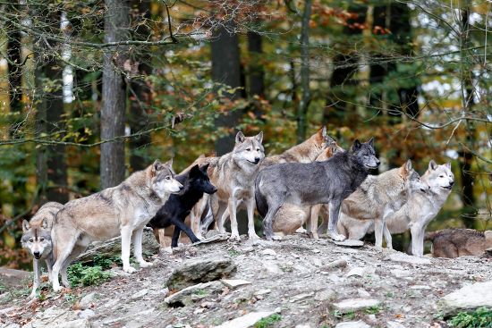 Algonquin Wolves Canis Lupus Lycaon Rudel Editorial Stock Photo - Stock ...