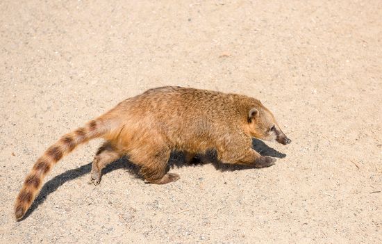 South American Coati Nasua Nasua Running Editorial Stock Photo - Stock ...