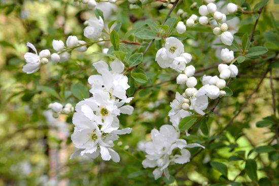 Pearl Bush Exochorda Macrantha Germany Editorial Stock Photo - Stock ...