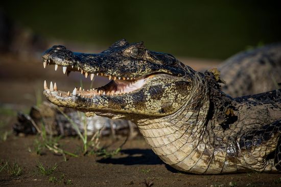 Yacare Caiman Caiman Yacare Caiman Crocodilus Editorial Stock Photo ...