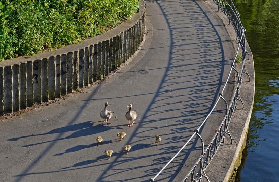 Greylag Geese Anser Anser Chicks Running Editorial Stock Photo - Stock ...
