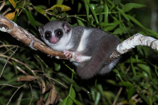 Fattailed Dwarf Lemur Cheirogaleus Medius Tree Editorial Stock Photo ...