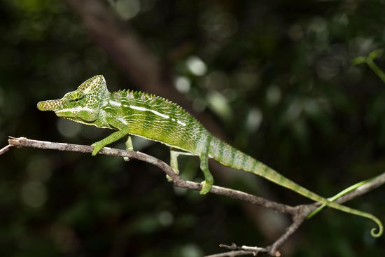 Labords Chameleon Furcifer Labordi Male Kirindy Editorial Stock Photo ...