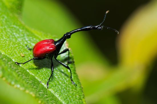 Giraffe Weevils Trachelophorus Giraffa Ranomafana National Editorial ...