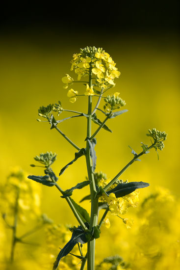 Oil Seed Rape Flower Britain Editorial Stock Photo - Stock Image ...