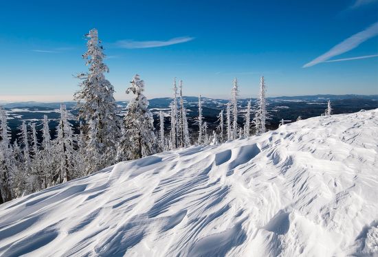 Snow Drifts Forest Dead Trees Snow Editorial Stock Photo - Stock Image ...