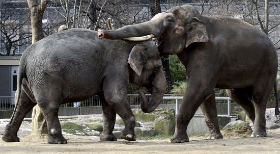 Cuddling Elephants Berlin Zoo Editorial Stock Photo - Stock Image ...