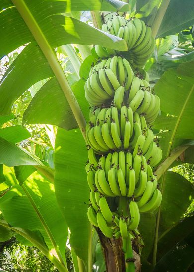 Closeup Giant Cavendish Banana Bunch On Editorial Stock Photo - Stock ...