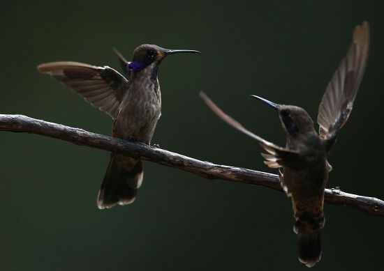Two Inca Hummingbirds During International Bird Editorial Stock Photo ...
