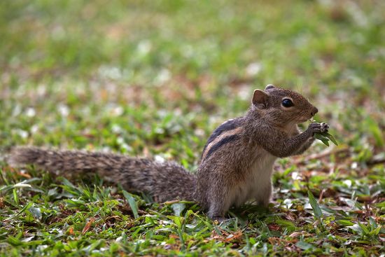 Palm Squirrel Funambulus Sp Eating Grass Editorial Stock Photo - Stock ...