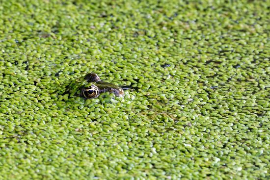 Edible Frog Rana Esculenta Duckweed Water Editorial Stock Photo - Stock ...
