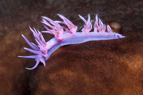 Violet Sea Slug Flabellina Affinis Sithonia Editorial Stock Photo ...