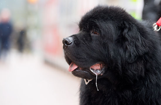 Newfoundland Drool Waits His Turn Enter Editorial Stock Photo - Stock ...