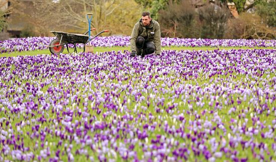 Head Gardener Peter Goodchild Tends Blanket Editorial Stock Photo ...
