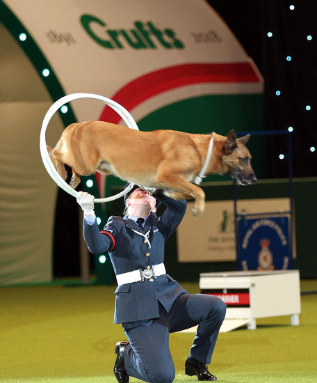 Raf Police Dog Display Editorial Stock Photo - Stock Image | Shutterstock