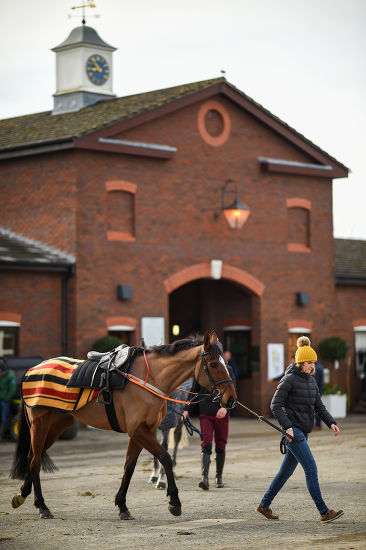 Horses Guided Back Stables After Their Editorial Stock Photo - Stock ...